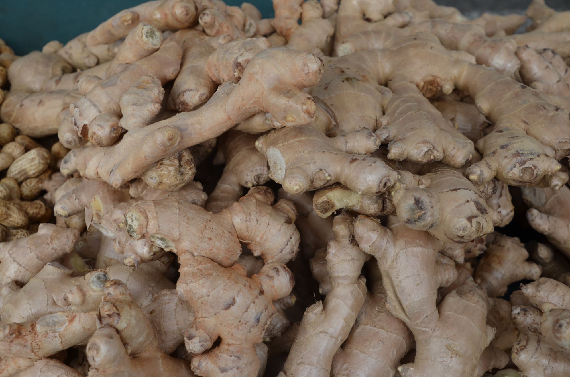 Agriblossom Ginger Seeds | Agriblossom: Biocapsules & Micronutrients ...